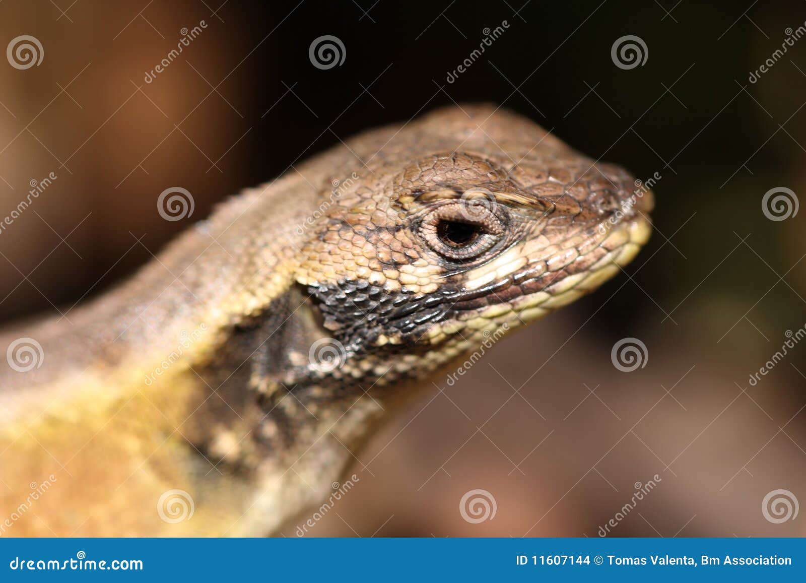 Peruvian lizard stock photo. Image of lizard, crawler - 11607144
