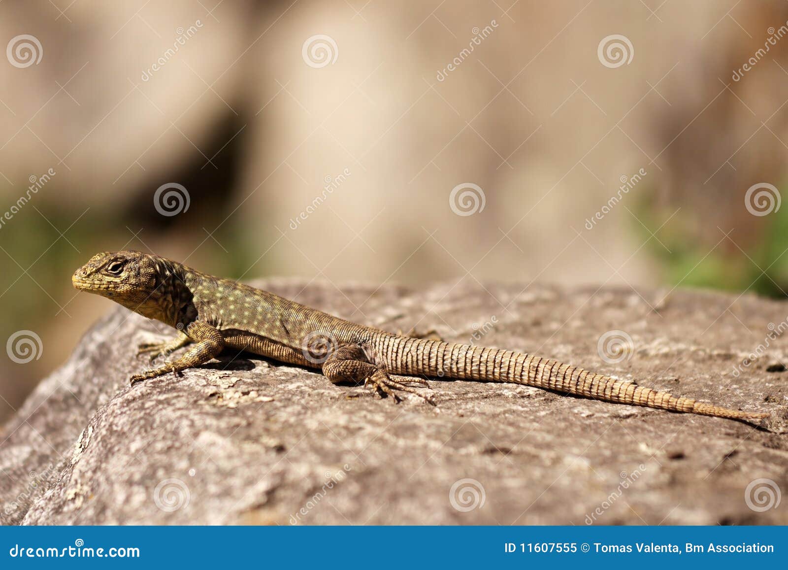 Peruvian lizard stock image. Image of little, exotic - 11607555