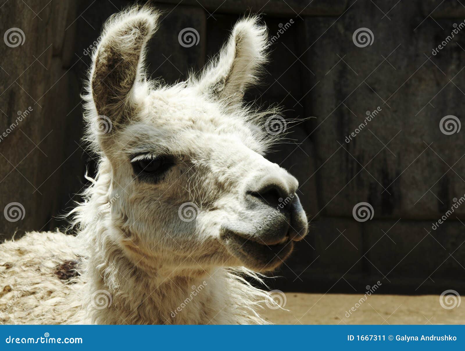 Peruvian llama stock image. Image of adventure, building - 1667311