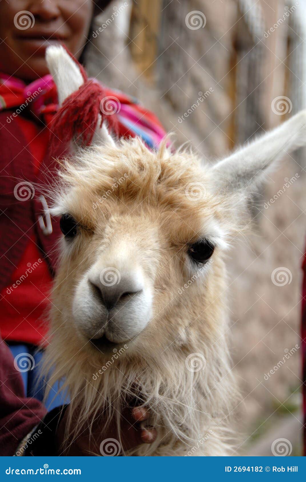 Peruvian Llama stock photo. Image of mammal, wool, woolly - 2694182