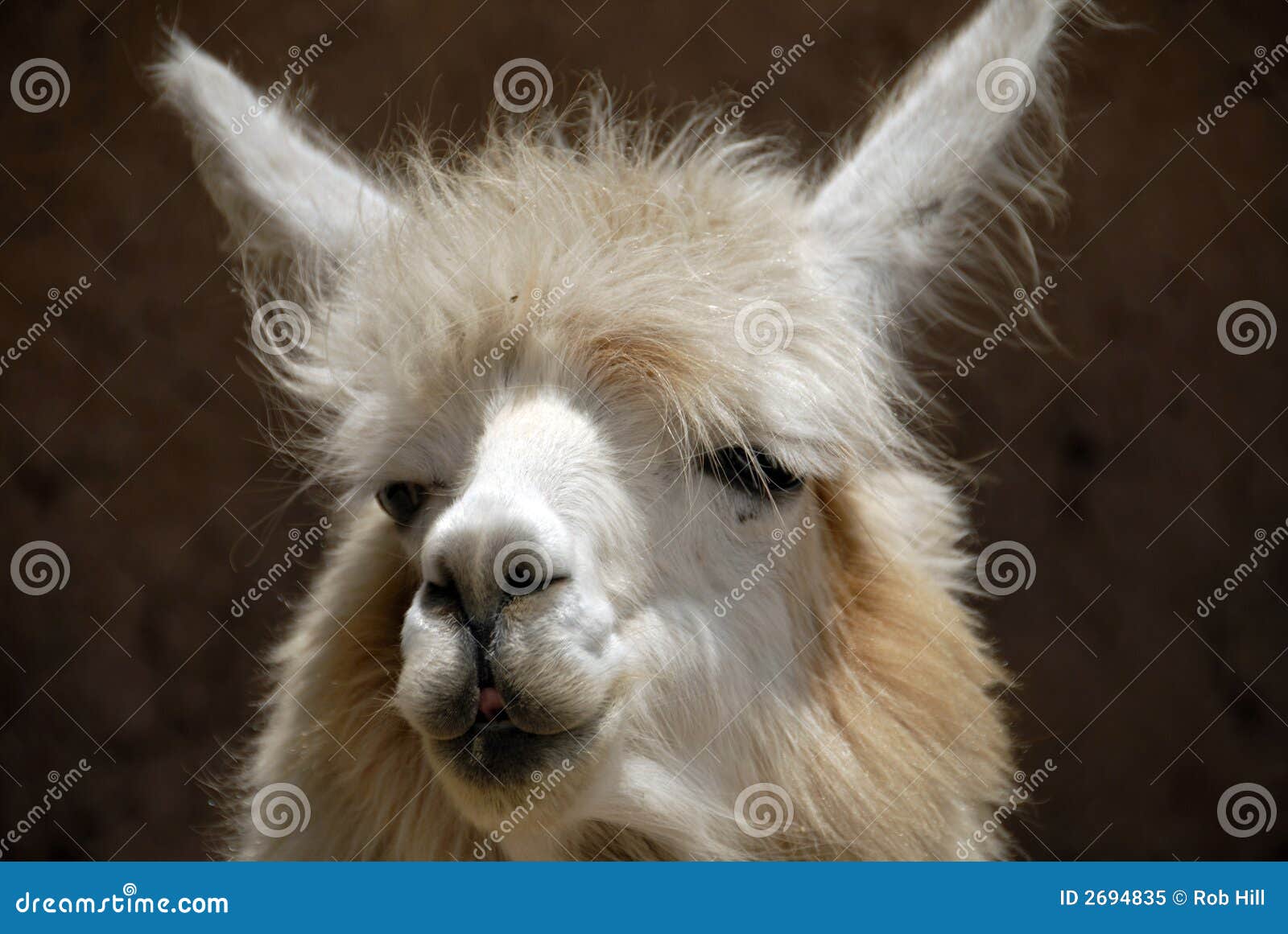 Peruvian Llama stock image. Image of pack, peruvian, mammal - 2694835