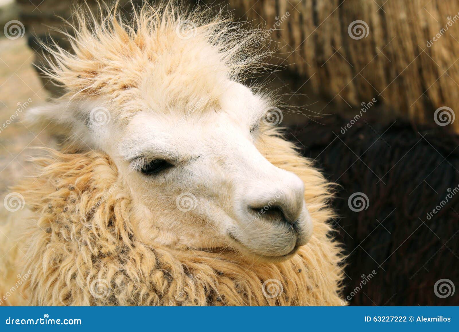 Peruvian Llama Close-up. Full Head Shoot Stock Photo - Image of south ...