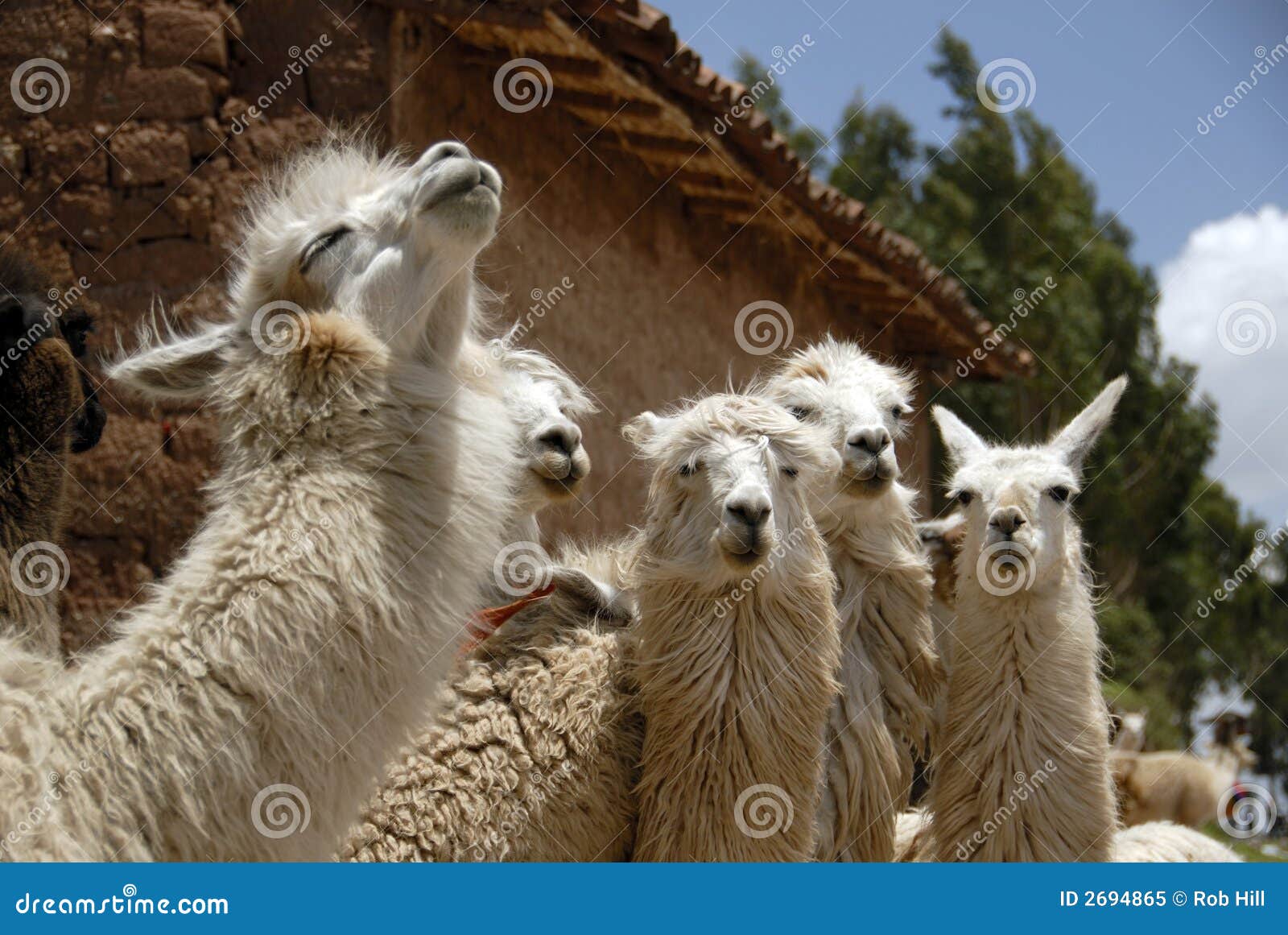 Peruvian Llamas stock image. Image of exotic, nature, woolly - 2694865