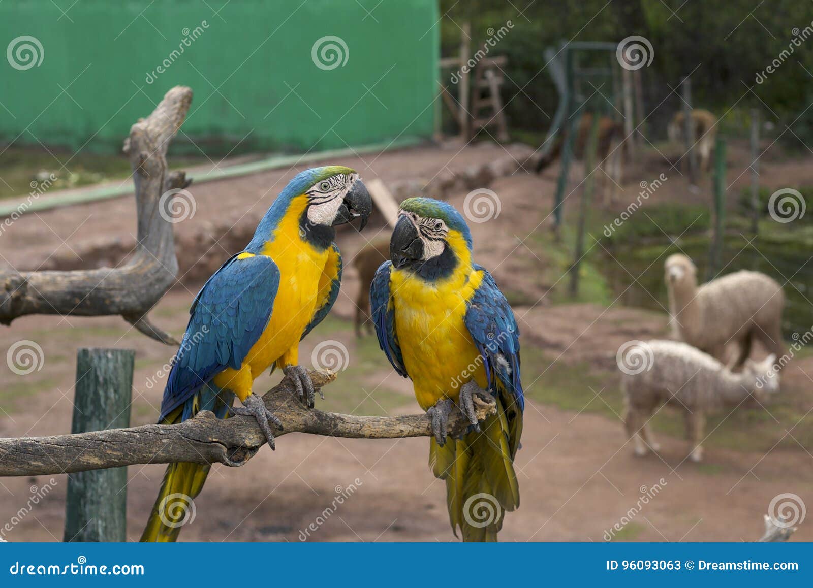 Peruvian Macaws, Peru stock image. Image of peru, wildlife - 96093063