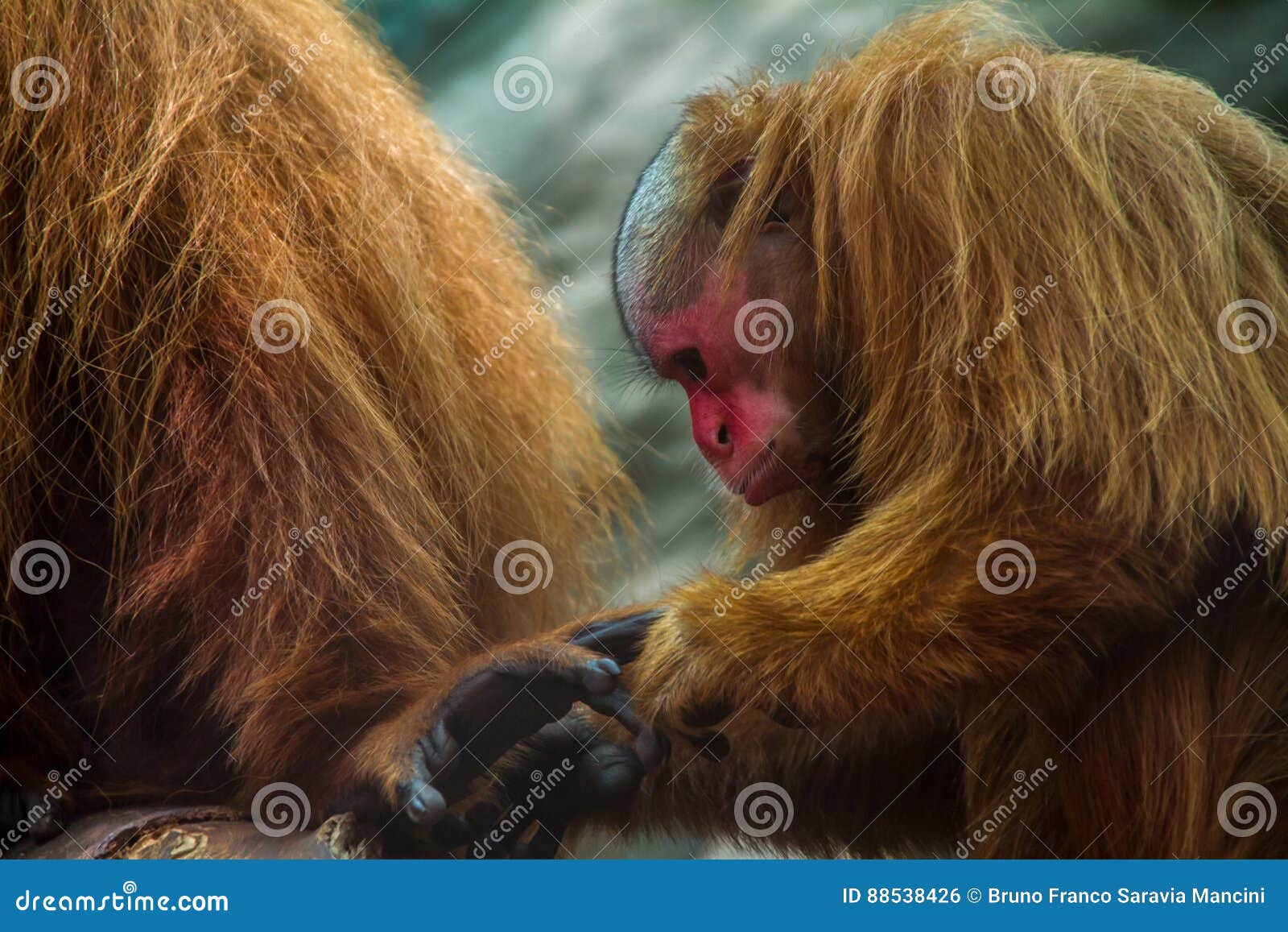 Peruvian Monkey stock photo. Image of monkey, peruvian - 88538426