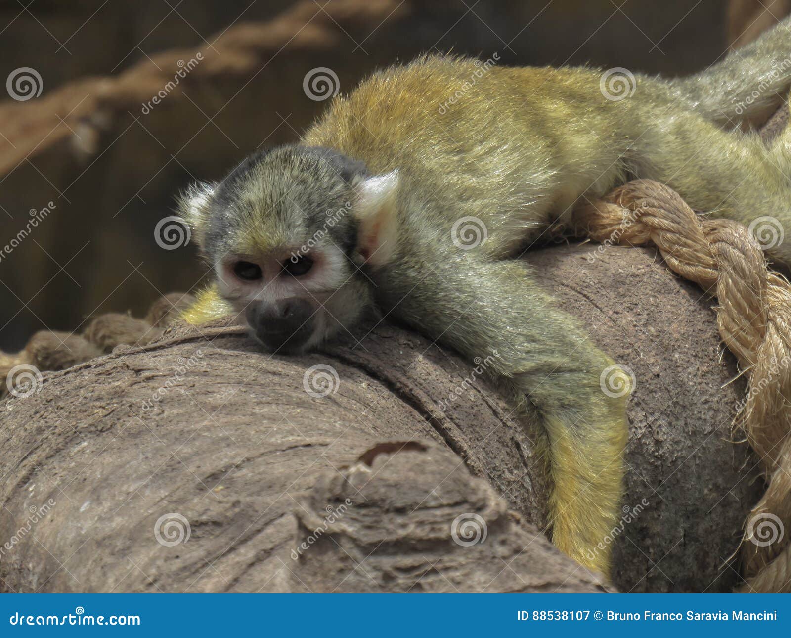 Peruvian Monkey stock image. Image of simio, monkey, black - 88538107