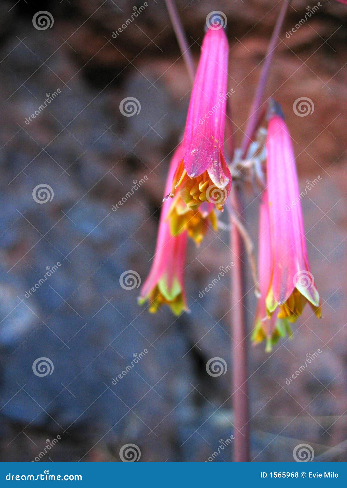 Peruvian Mountain Flower stock photo. Image of pink, petals - 1565968