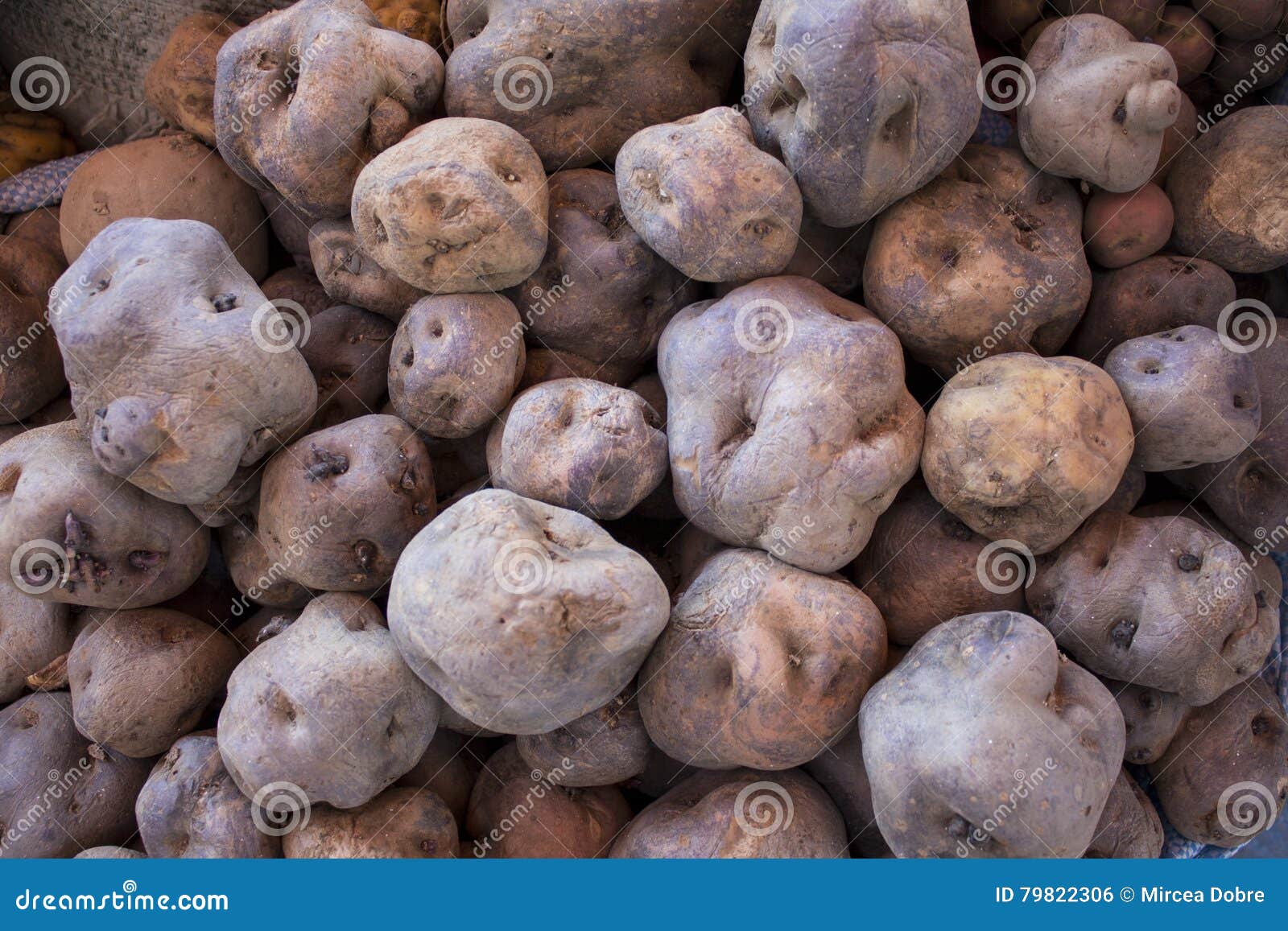 Peruvian Native Potatoes on a Market in Arequipa, Peru Stock Photo ...