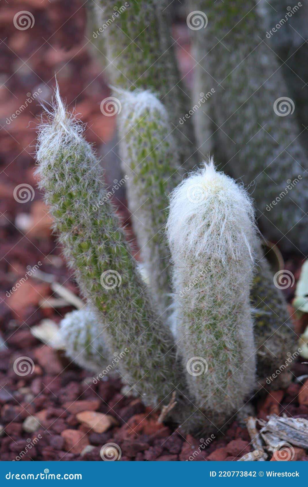Peruvian old-man cactus stock photo. Image of shaggy - 220773842