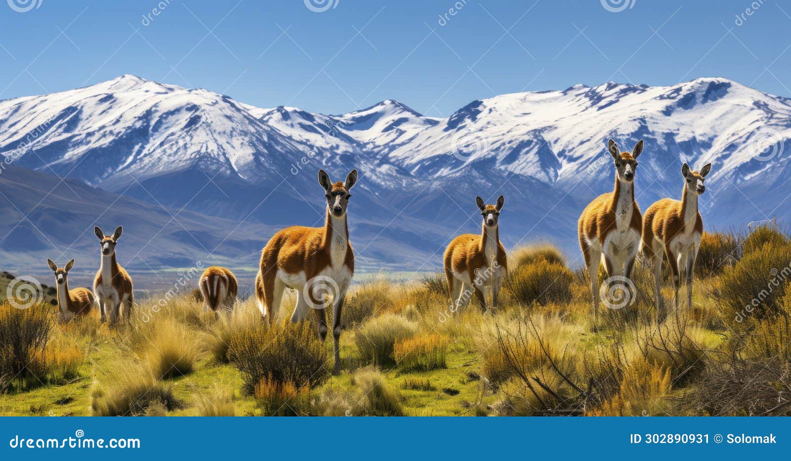 Peruvian Panorama - Guanacos Gracing the Slopes of the Andes ...