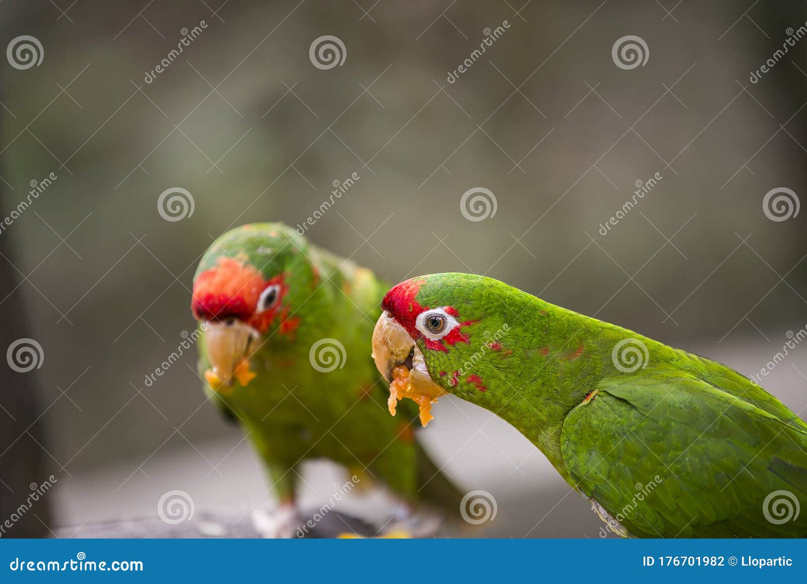 Peruvian Parrot in Yungas, Coroico, Bolivia Stock Photo - Image of beak ...