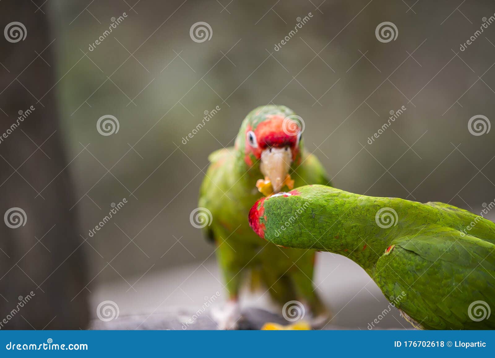 Peruvian Parrot in Yungas, Coroico, Bolivia Stock Photo - Image of ...