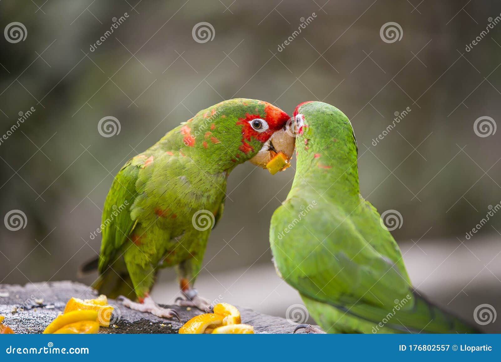 Peruvian Parrot in Yungas, Coroico, Bolivia Stock Image - Image of ...