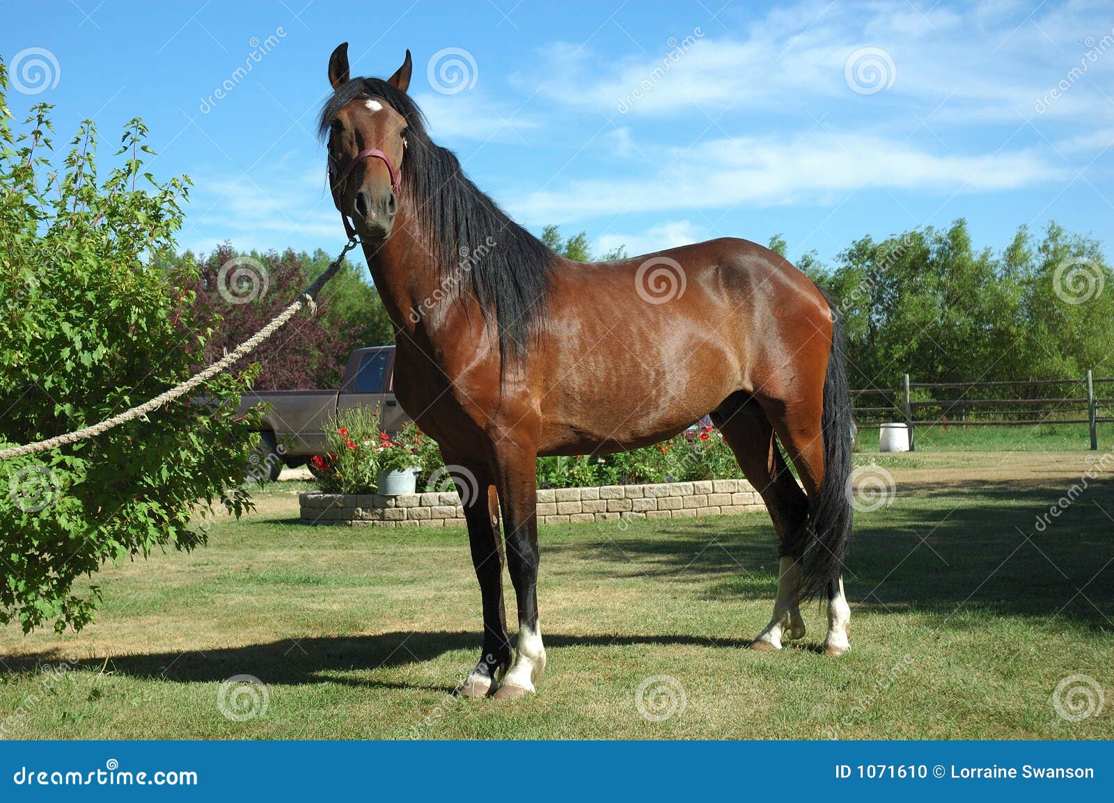 Peruvian Paso Horse stock photo. Image of gelding, spirit - 1071610