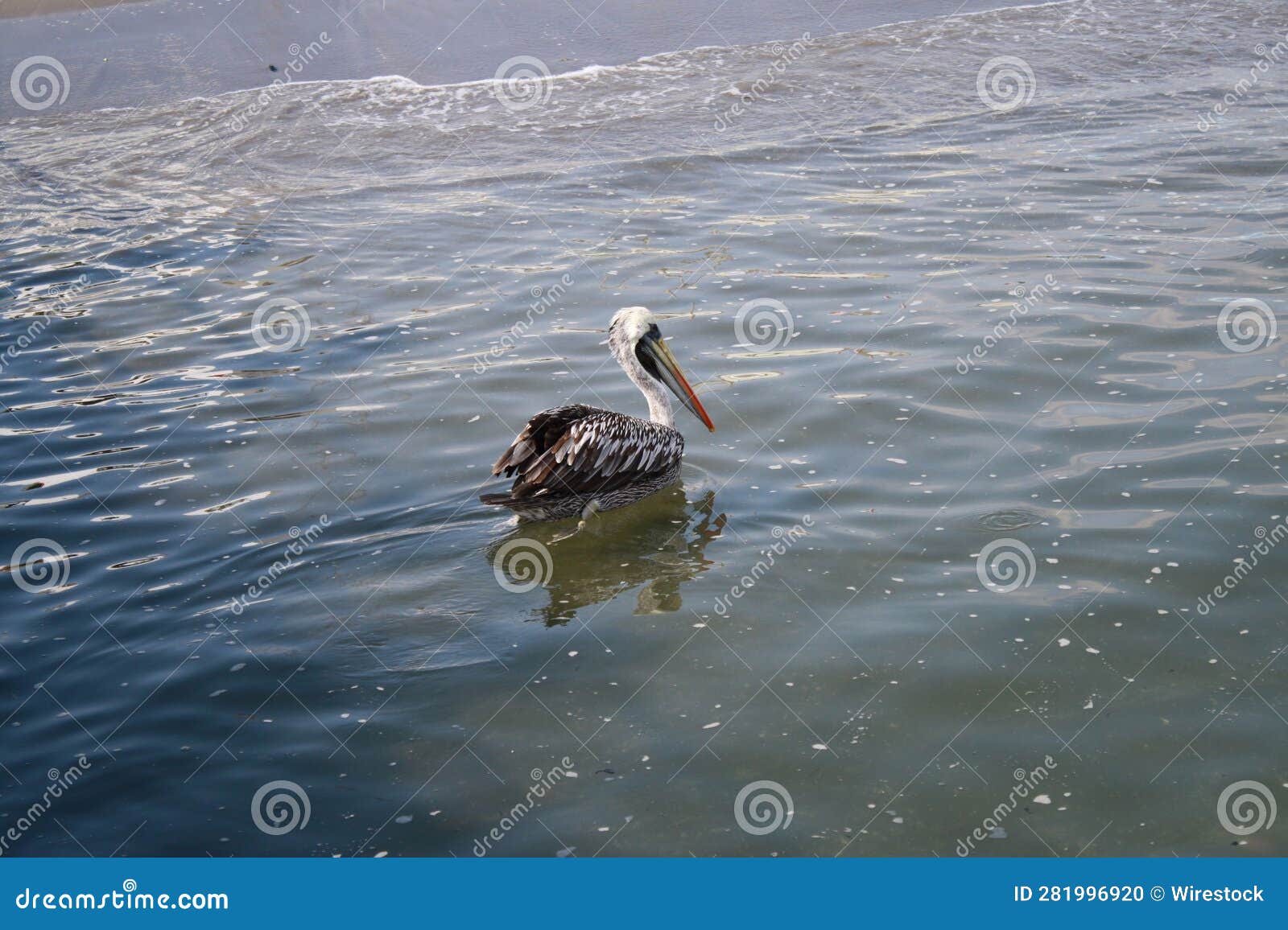Peruvian Pelican Floating in Shallow Waters Not Far from the Shore ...