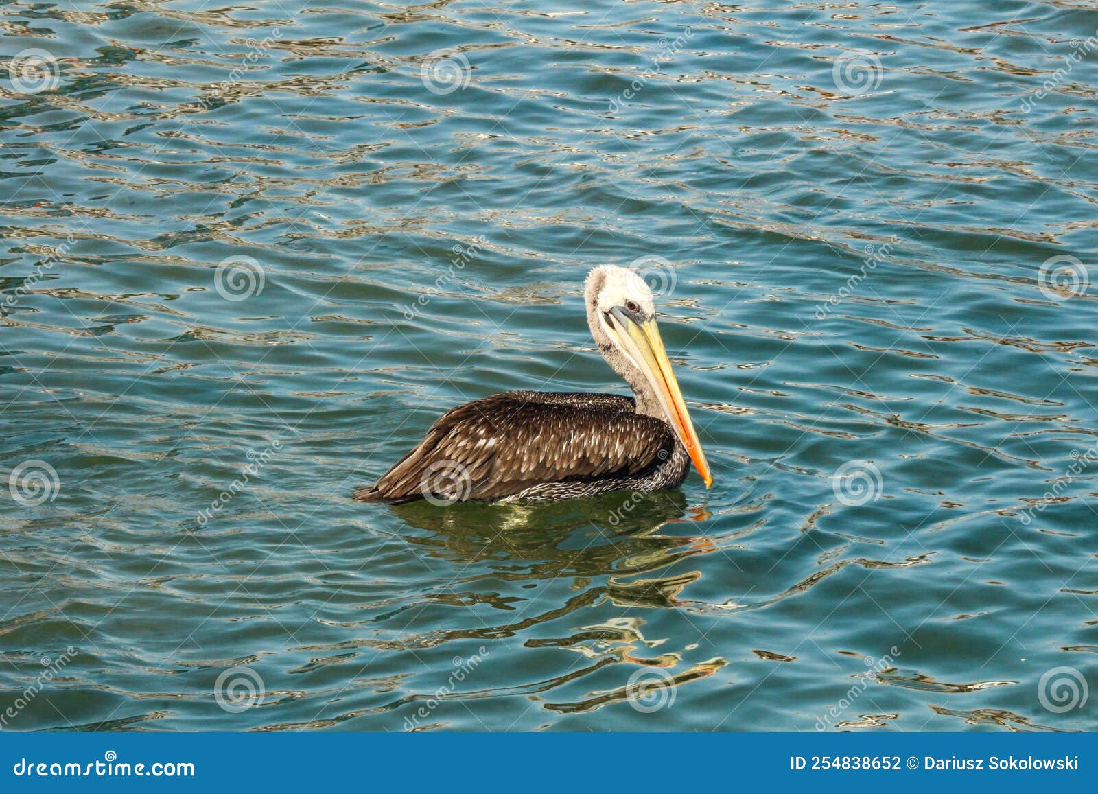 Peruvian Pelican Swimming in the Sea Bay. Stock Photo - Image of water ...