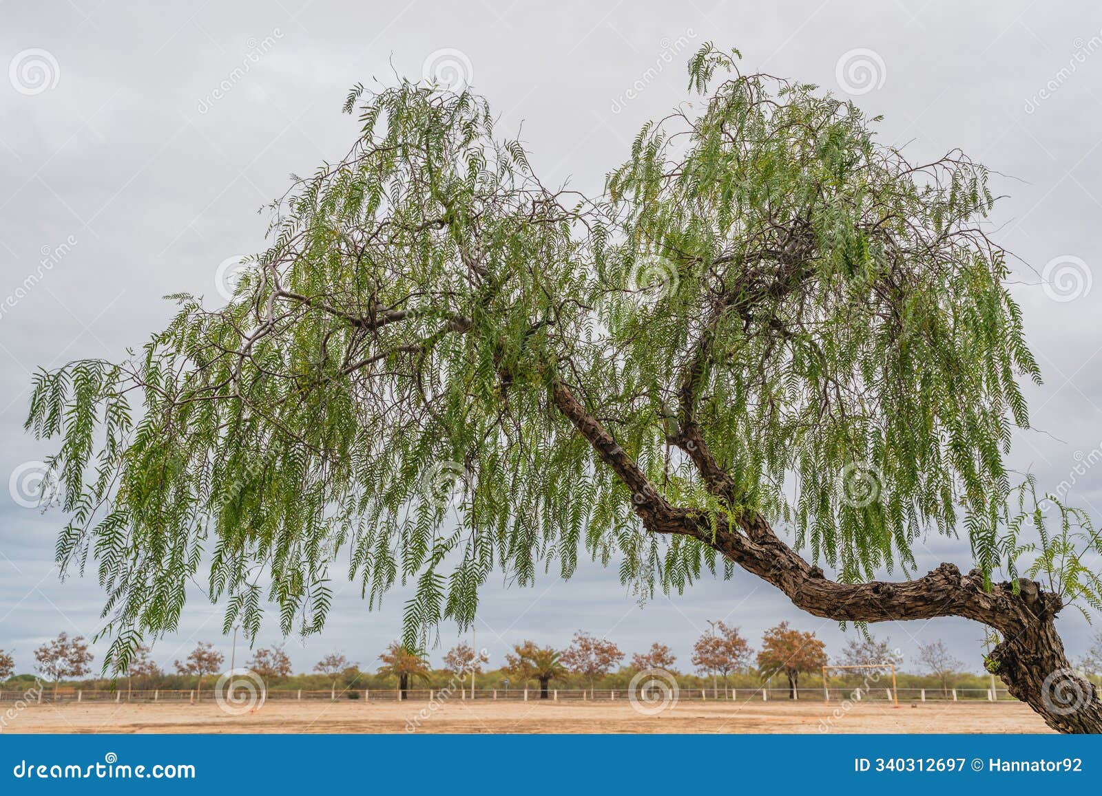 Peruvian Pepper Tree with Drooping Branches and Feathery Green Leaves ...