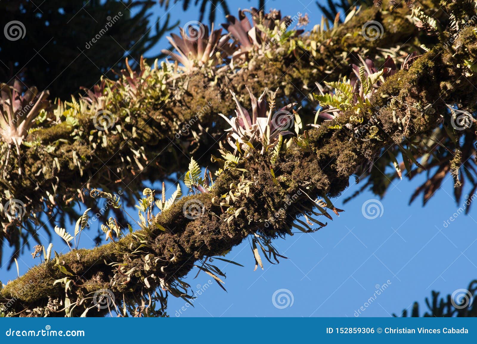 Peruvian epifit plant stock photo. Image of medicine - 152859306