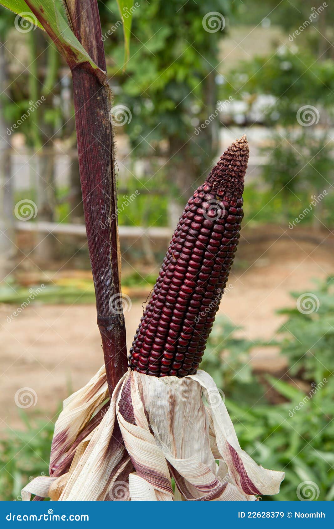 Peruvian purple corn stock image. Image of color, crop - 22628379