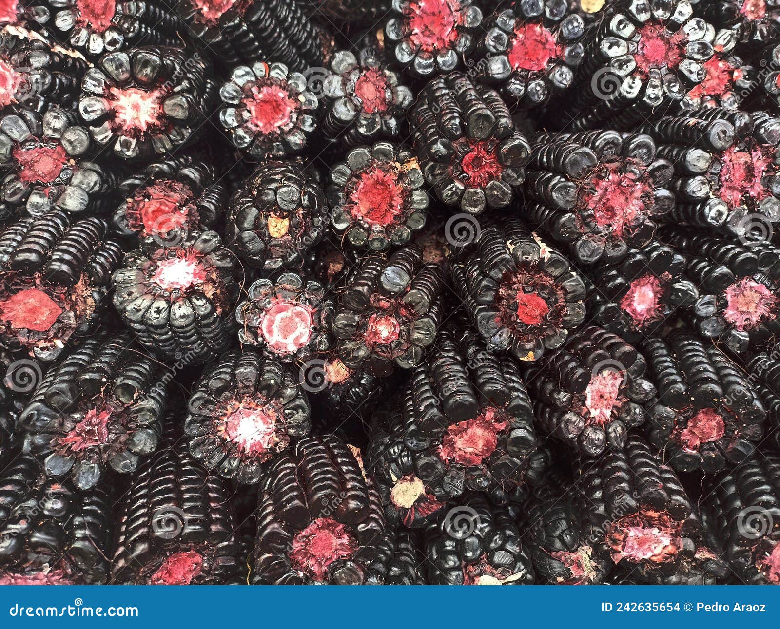 PERUVIAN PURPLE CORN stock photo. Image of hands, polyphenols - 242635654