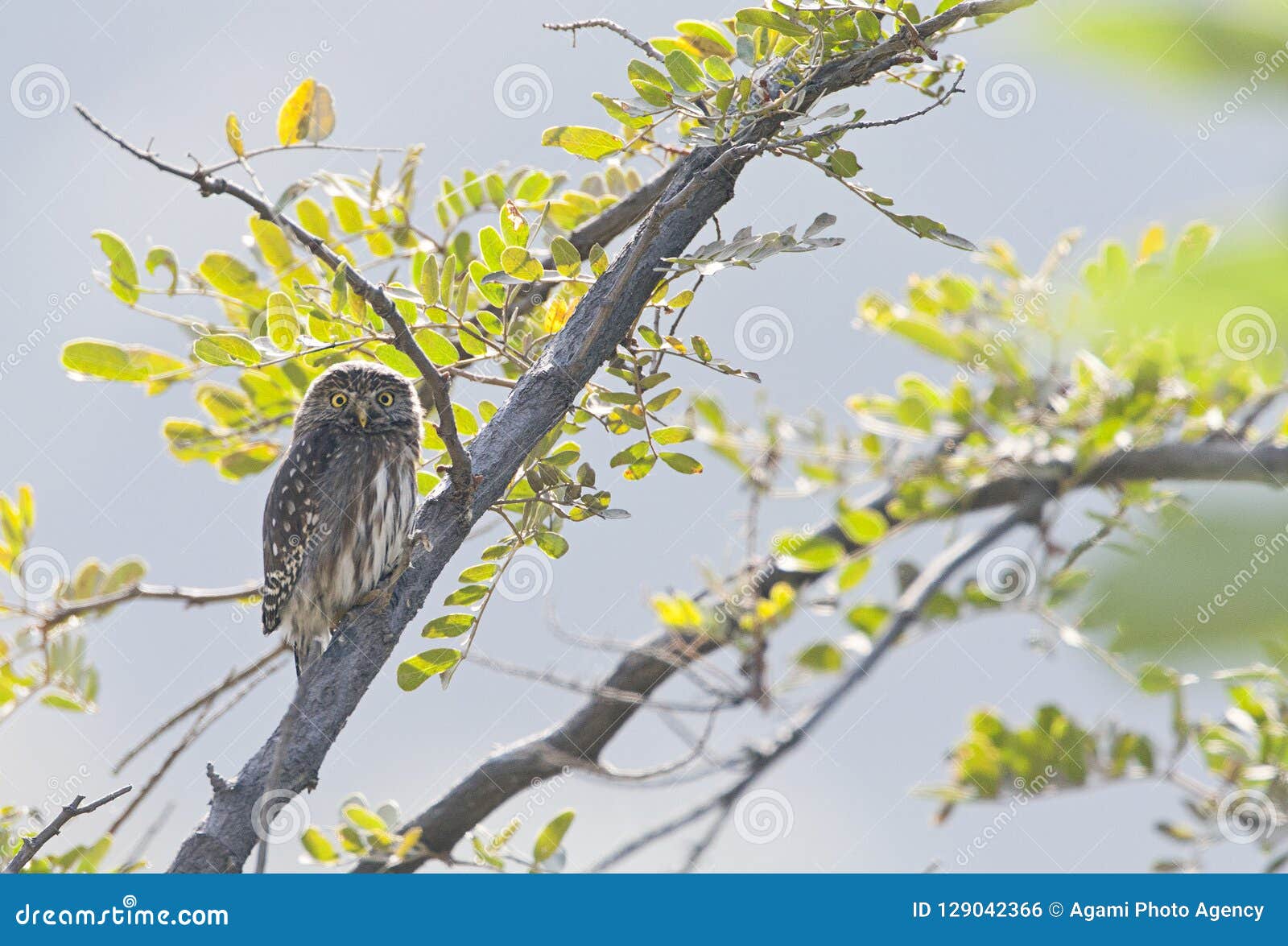 Peruvian Pygmy-owl, Glaucidium Peruanum Stock Photo - Image of ...