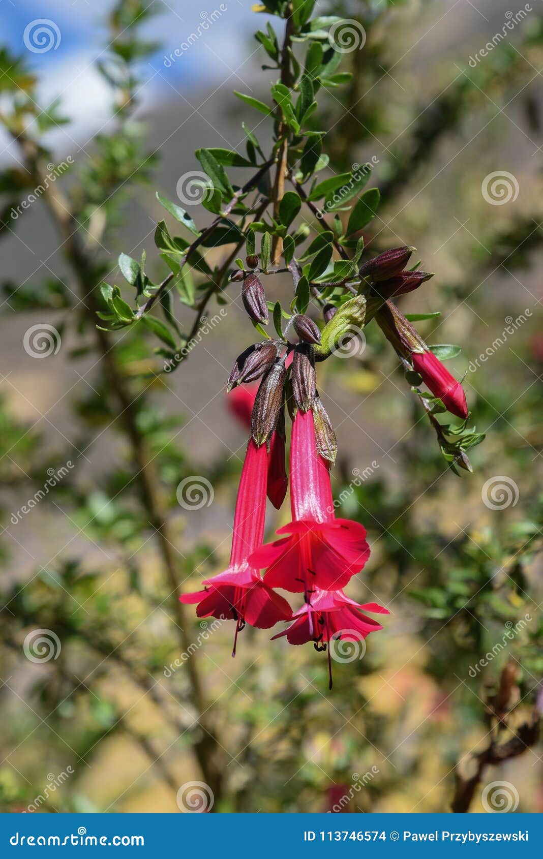 Peruvian Red Orchid Flower stock photo. Image of daylight - 113746574