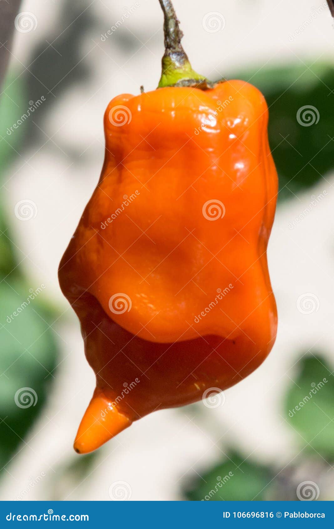 Peruvian red pepper stock photo. Image of south, color - 106696816