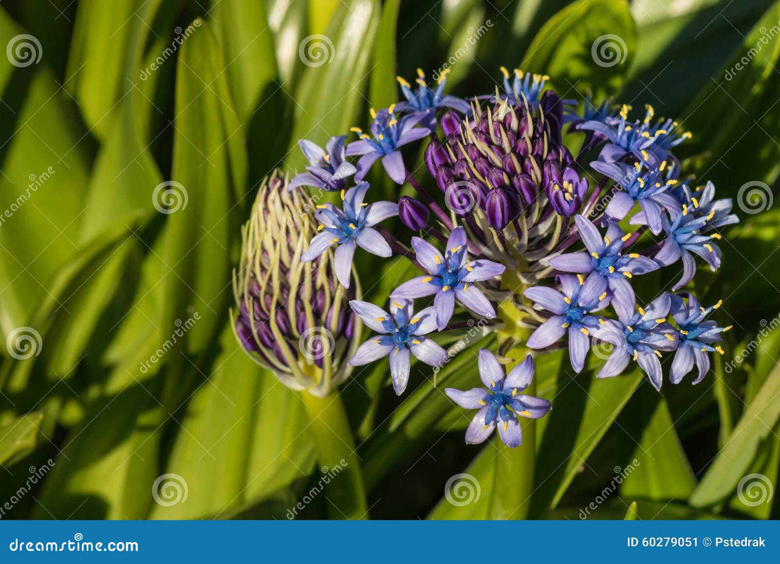 Peruvian scilla flowers stock image. Image of bloom, peruvian - 60279051