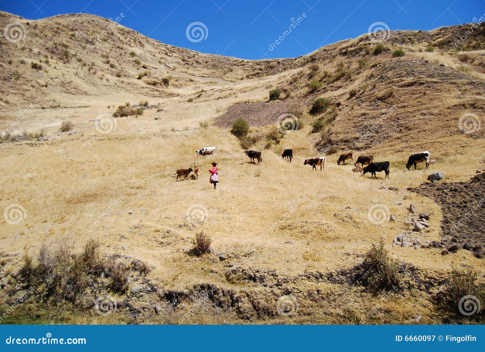 Peruvian Shepherd Picture. Image: 6660097