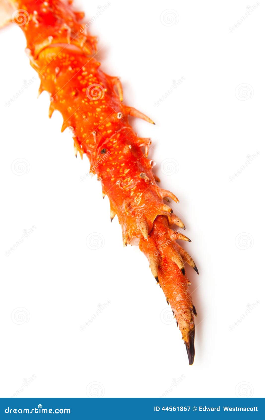 Peruvian Southern King Crab Leg Stock Image - Image of aquatic, seafood ...