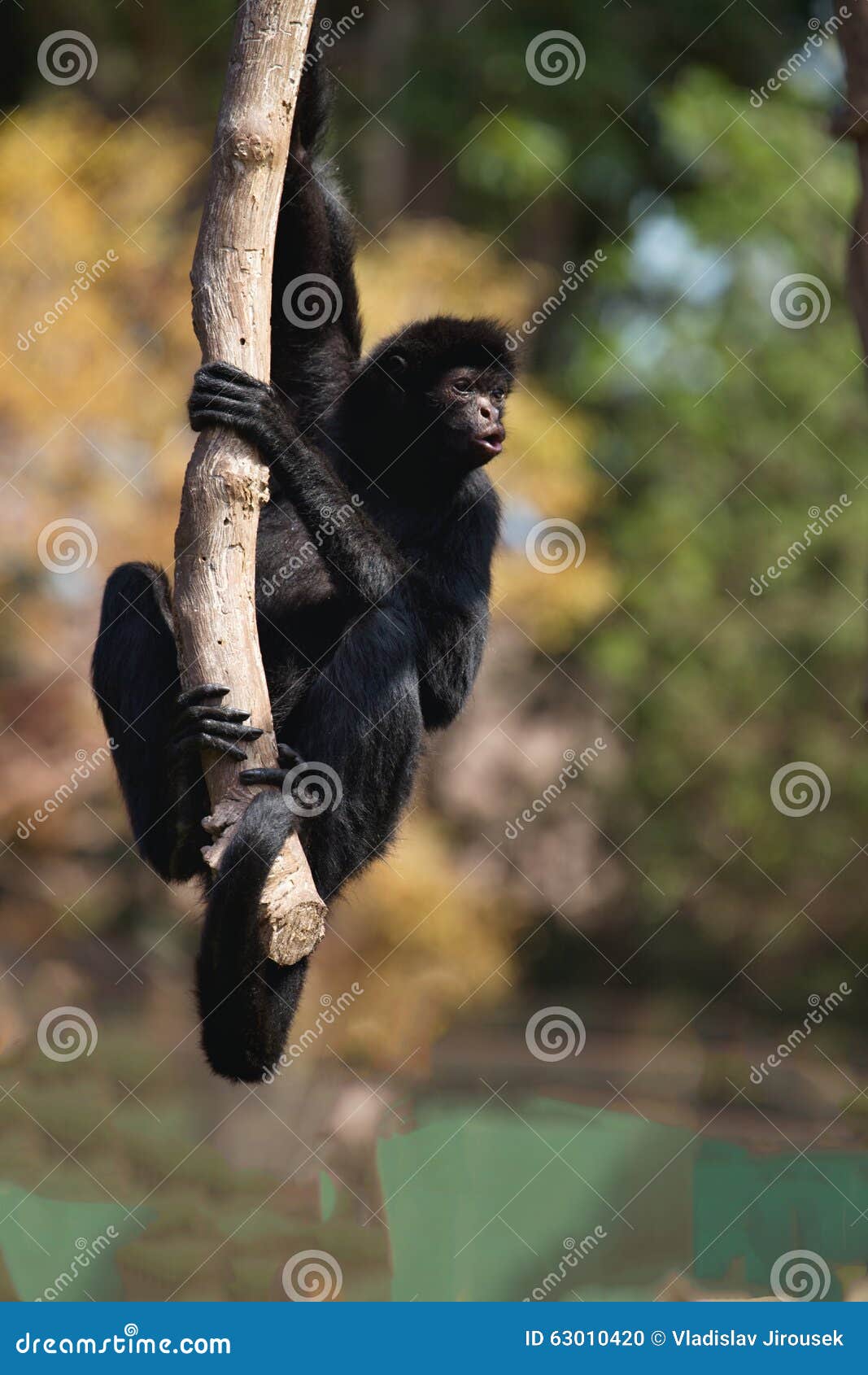 Peruvian Spider Monkey, Ateles Chamek, Sitting in a Tree Stock Photo ...
