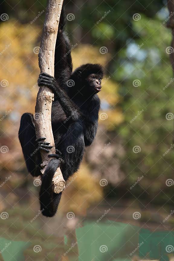 Peruvian Spider Monkey, Ateles Chamek, Sitting in a Tree Stock Photo ...