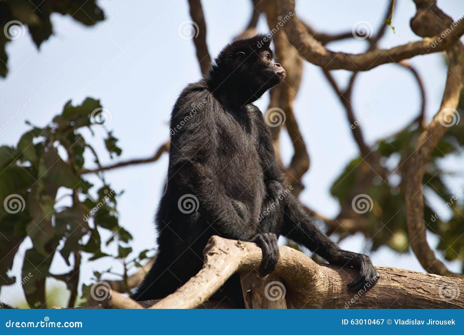 Peruvian Spider Monkey, Ateles Chamek, Sitting in a Tree Stock Image ...