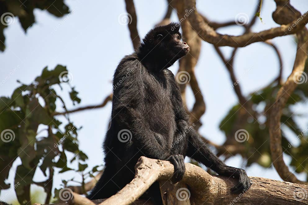 Peruvian Spider Monkey, Ateles Chamek, Sitting in a Tree Stock Image ...