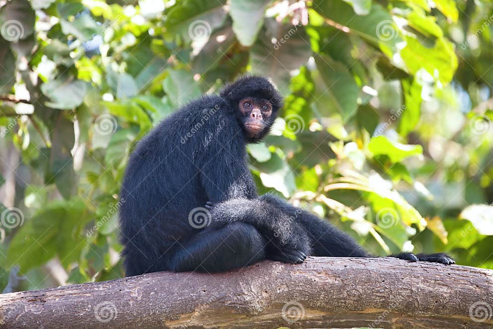 Peruvian Spider Monkey, Ateles Chamek, Sitting in a Tree Stock Image ...