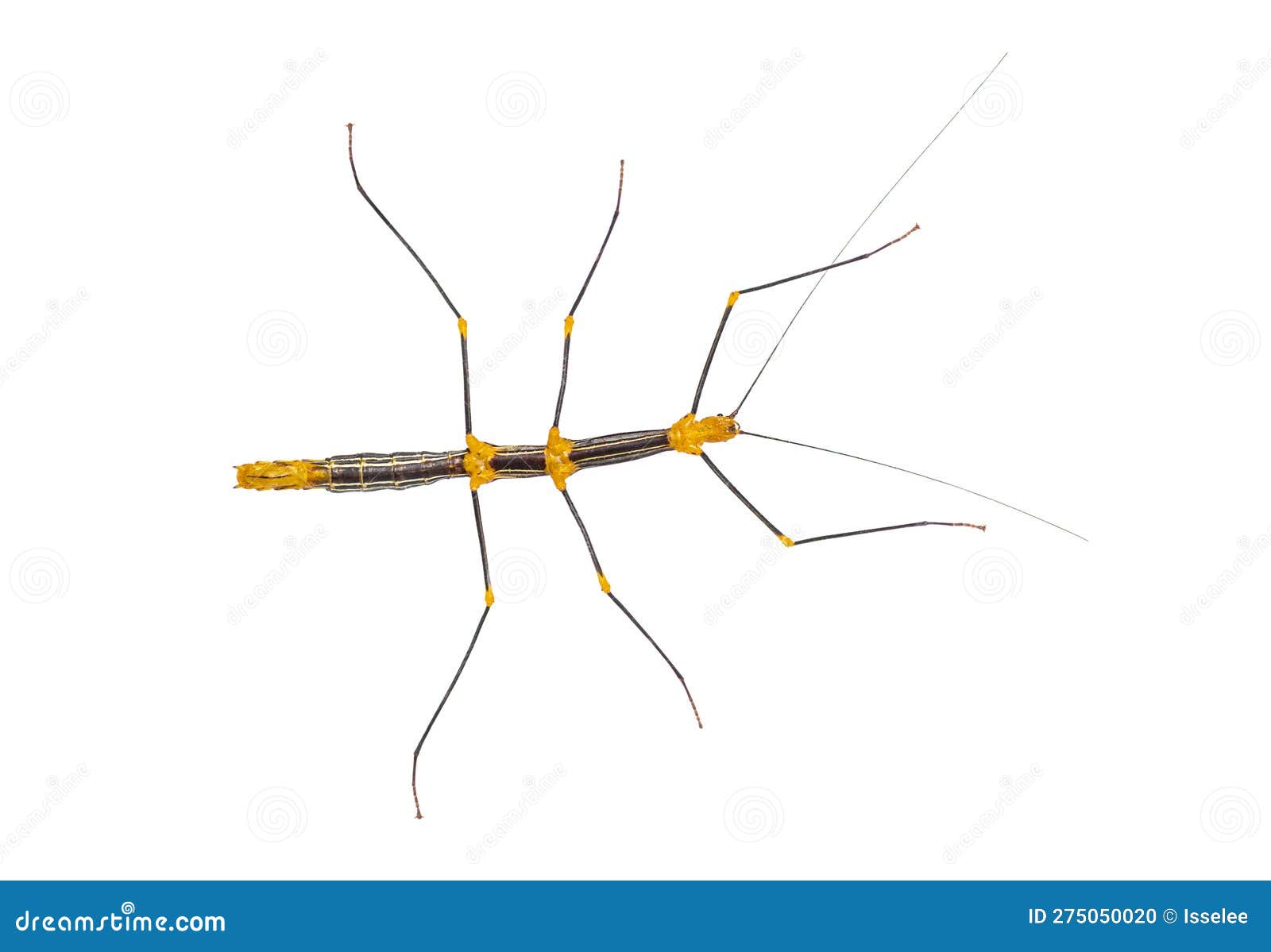 Peruvian Stick Insect View from Above, Oreophoetes Peruana, Isolated on ...