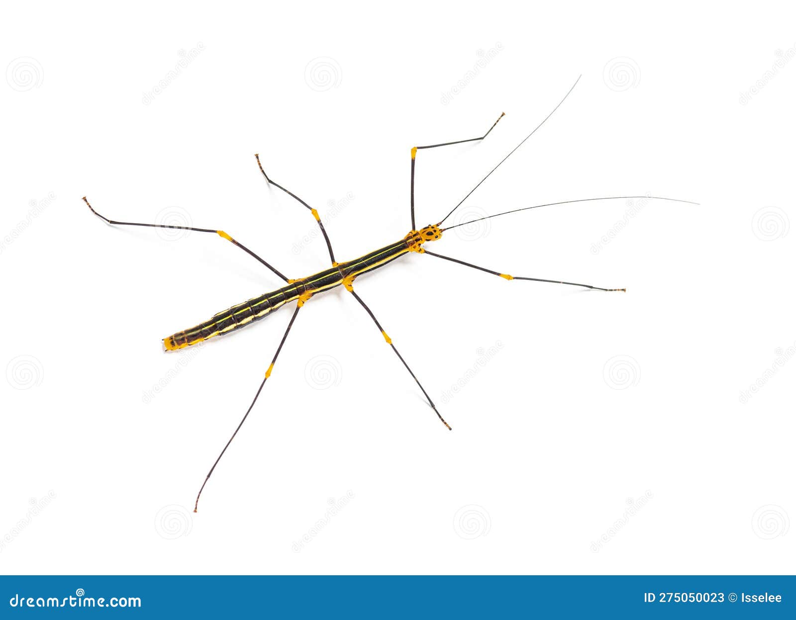 Peruvian Stick Insect View from Above, Oreophoetes Peruana, Isolated on ...