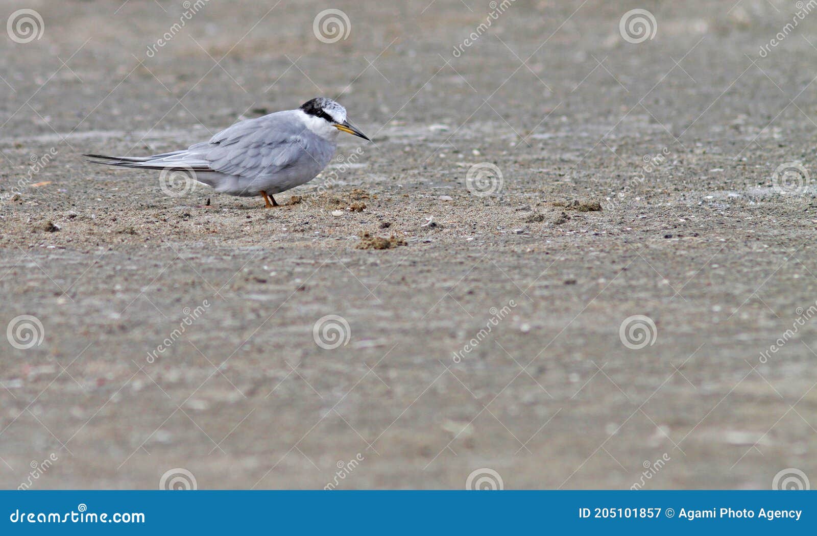 Peruvian Tern, Sternula Lorata Stock Image - Image of vliegend ...