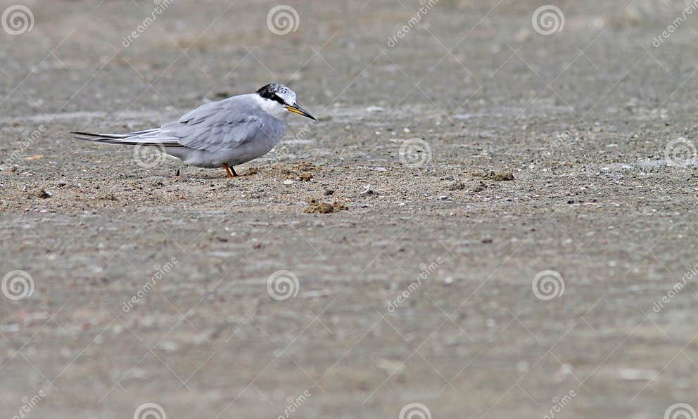 Peruvian Tern, Sternula Lorata Stock Image - Image of vliegend ...