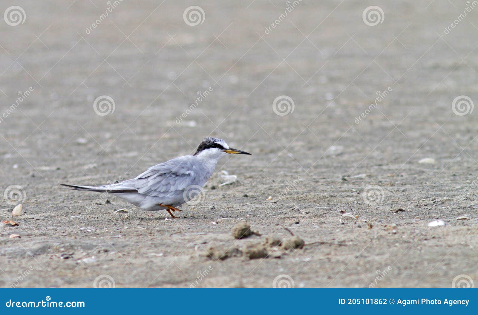 Peruvian Tern, Sternula Lorata Stock Photo - Image of sternula ...