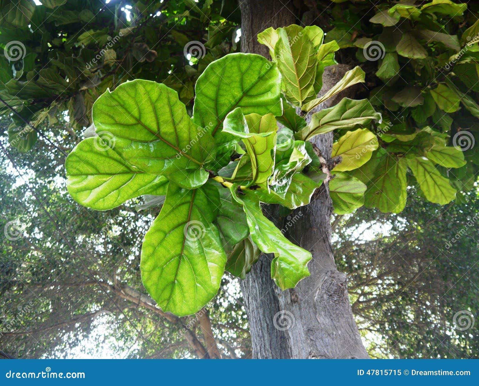 Peruvian tree leaves stock image. Image of moody, nature - 47815715