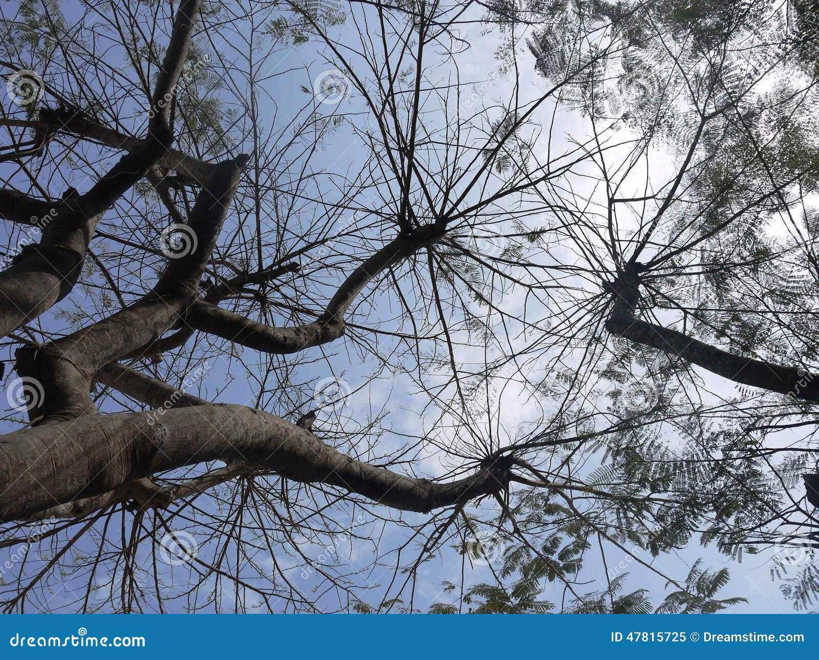 Peruvian Tree stock image. Image of tree, plant, moody - 47815725