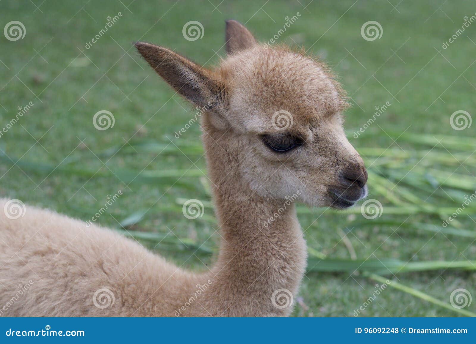 Peruvian Vicuna. Farm Of Llama,alpaca,Vicuna In Peru,South America ...
