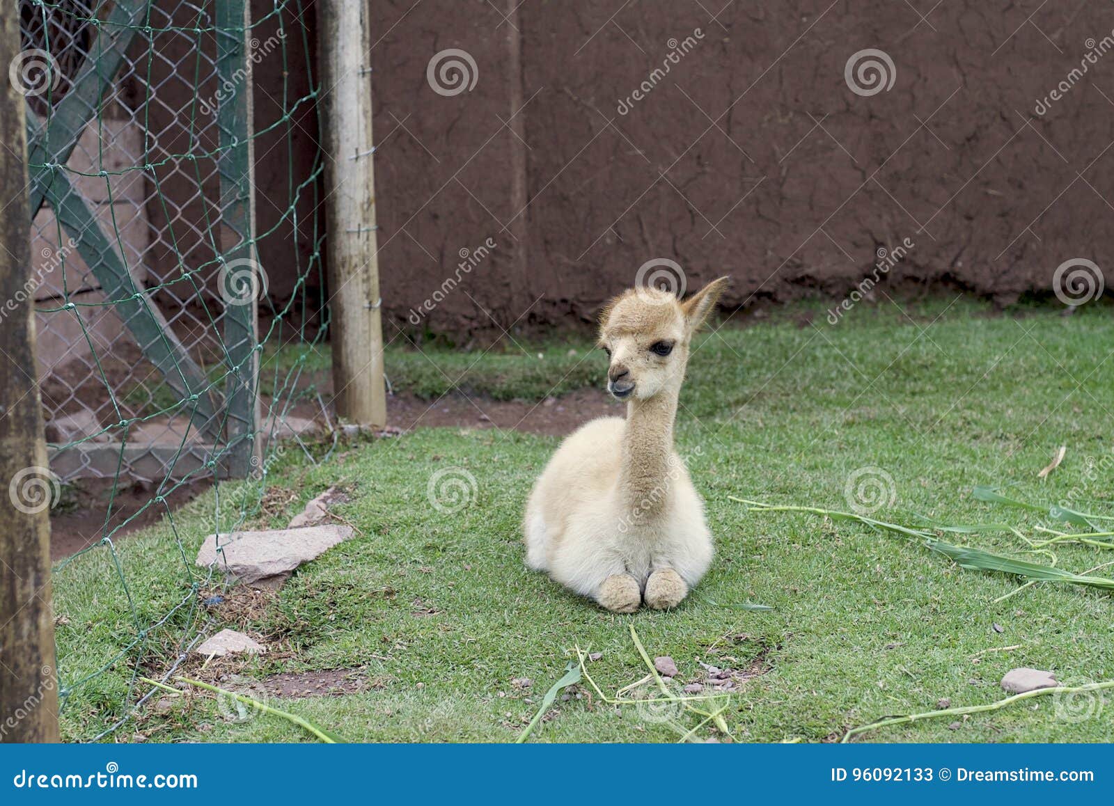 Peruvian Vicuna. Farm Of Llama,alpaca,Vicuna In Peru,South America ...