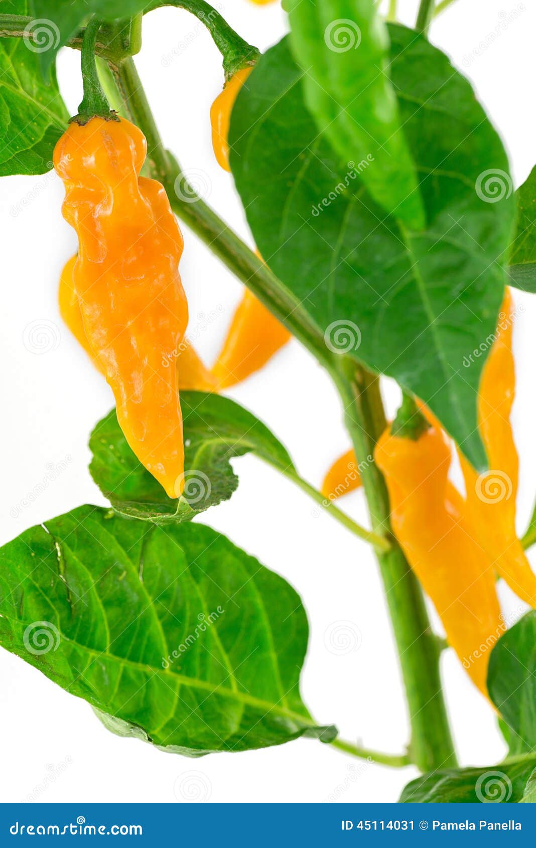 Peruvian yellow chili stock image. Image of chillies - 45114031