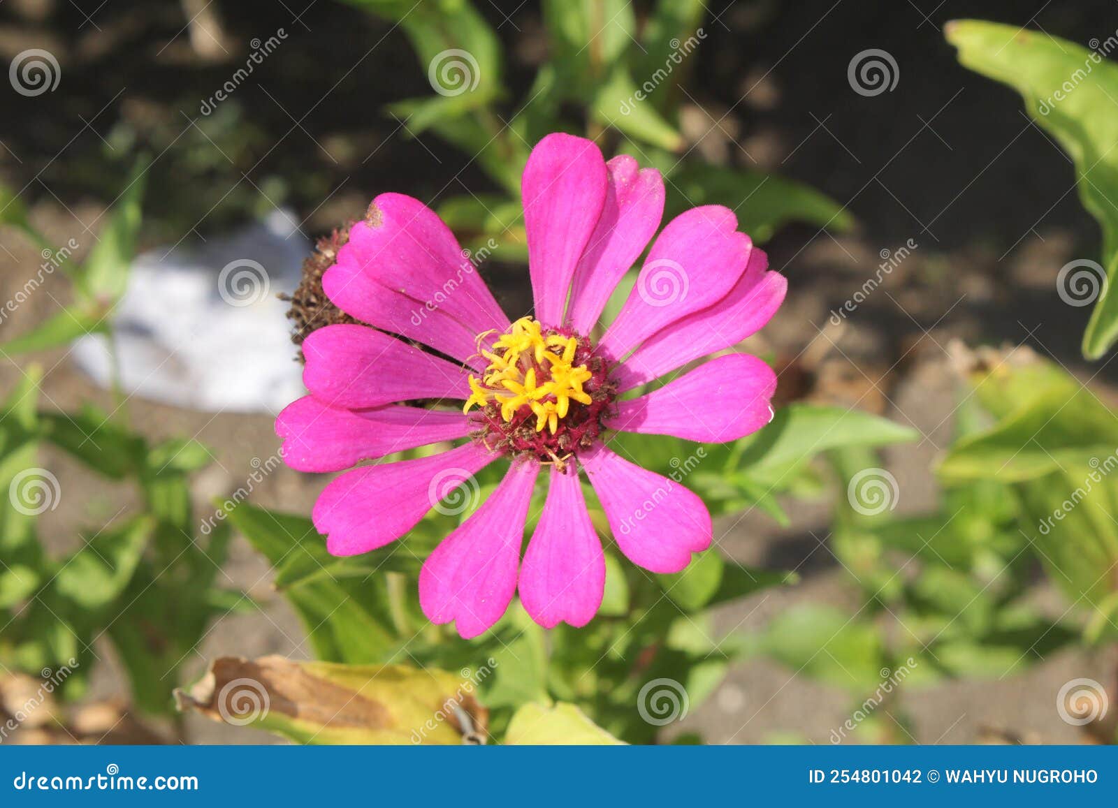 Peruvian zinnia flower stock photo. Image of produce - 254801042