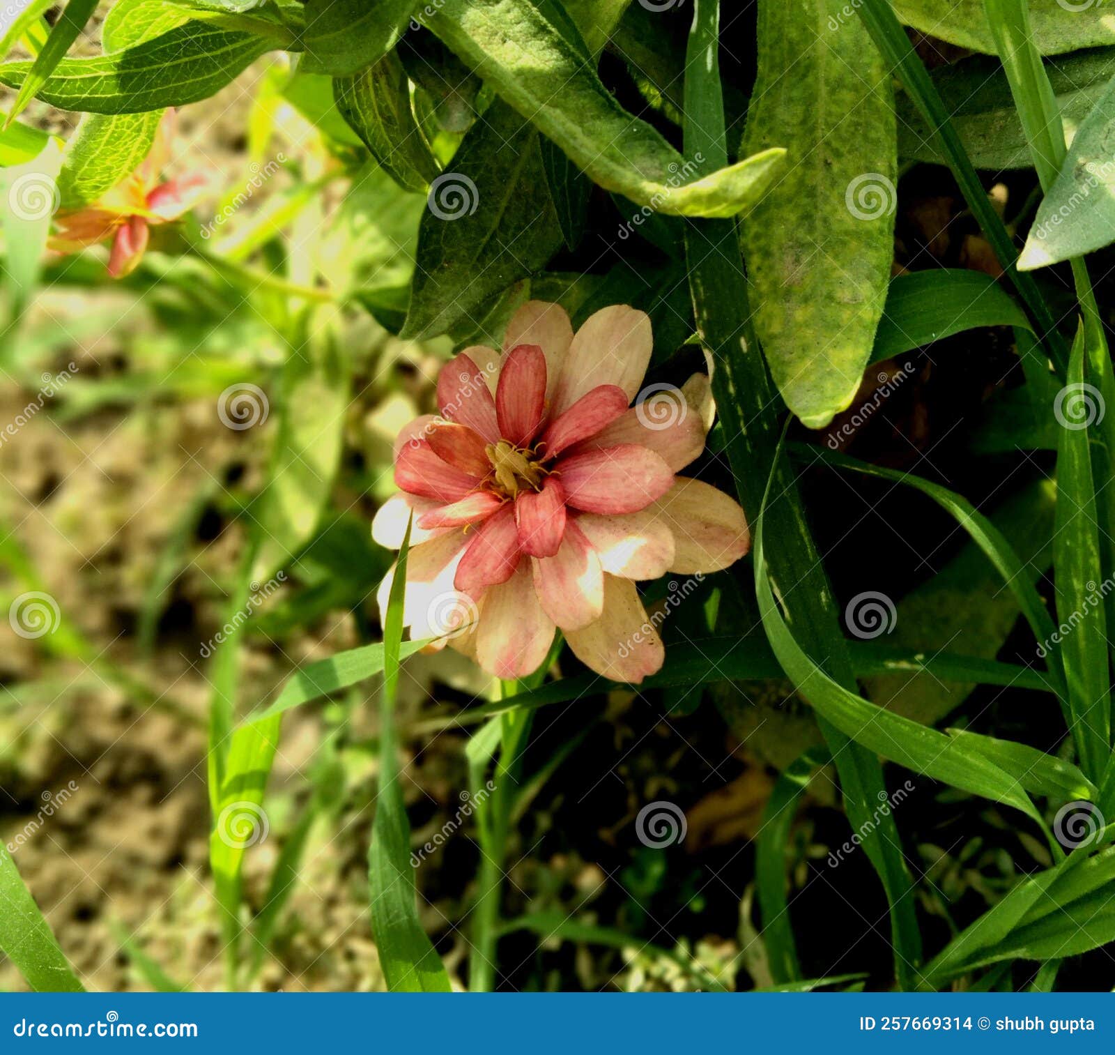 Peruvian Zinnia Flower in a Bright Sunshine and Small Grass Stock Photo ...