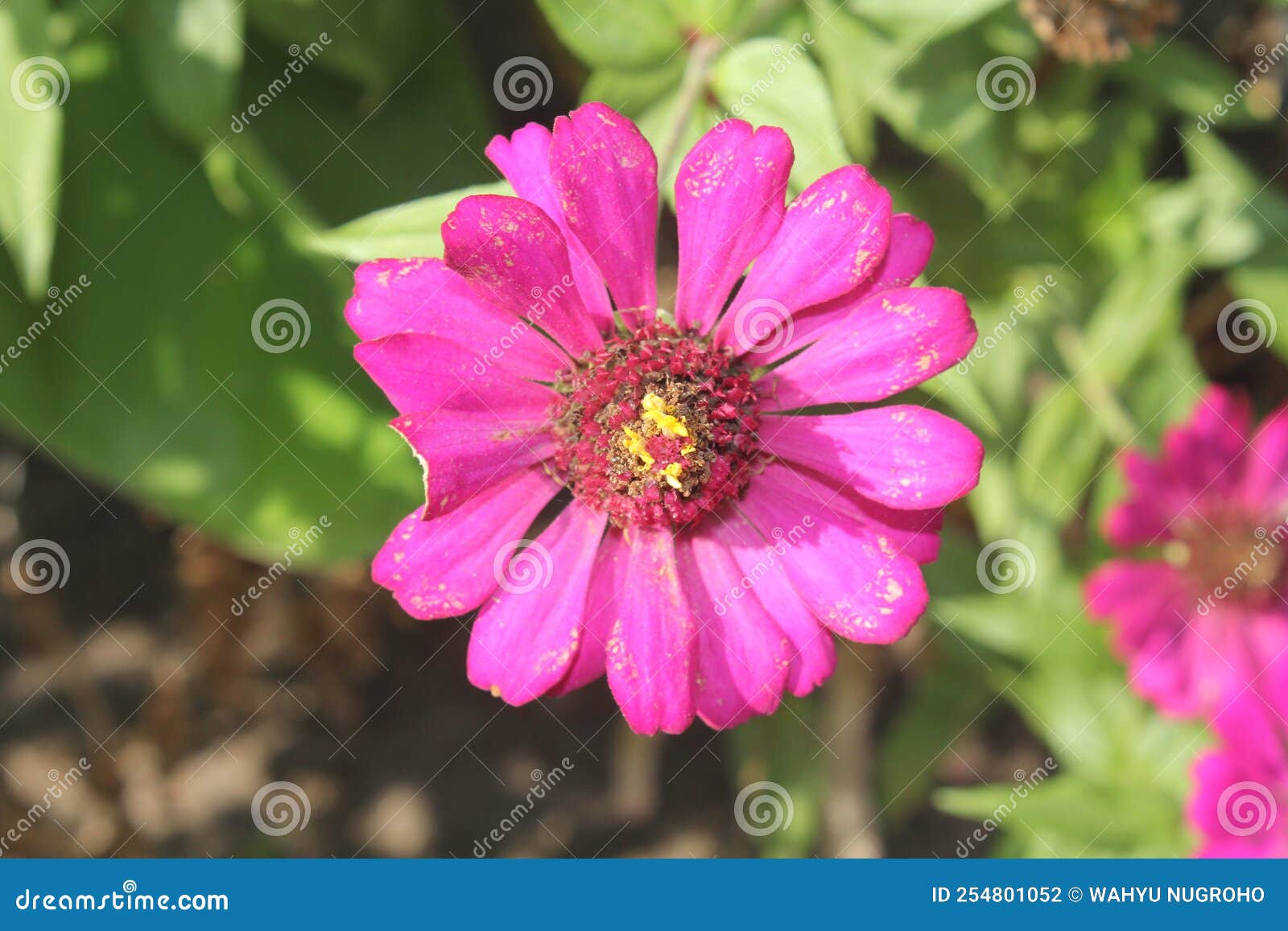 Peruvian zinnia flower stock photo. Image of purple - 254801052