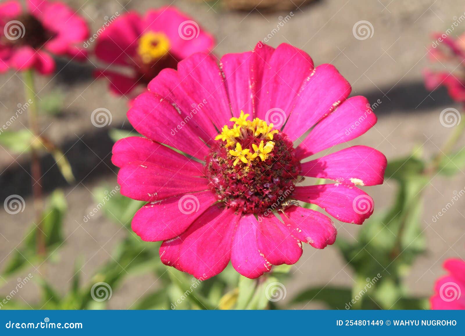 Peruvian zinnia flower stock image. Image of blossom - 254801449