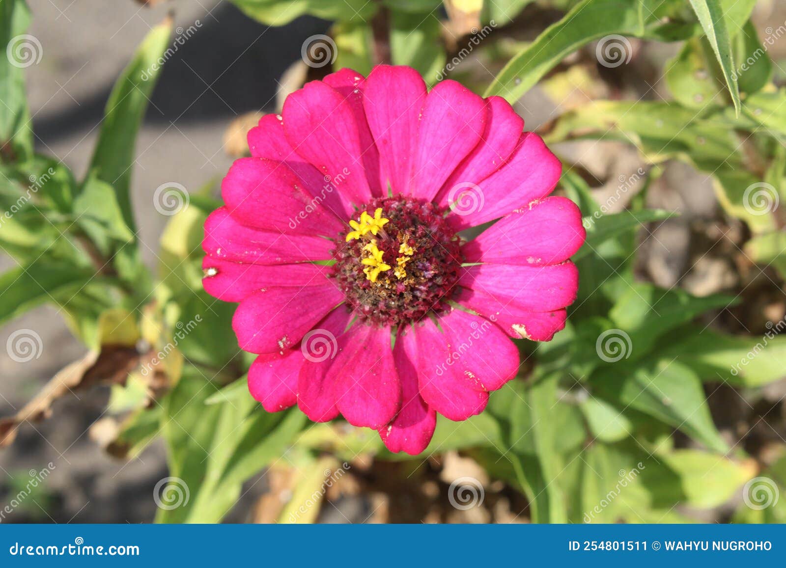 Peruvian zinnia flower stock image. Image of daisy, pink - 254801511